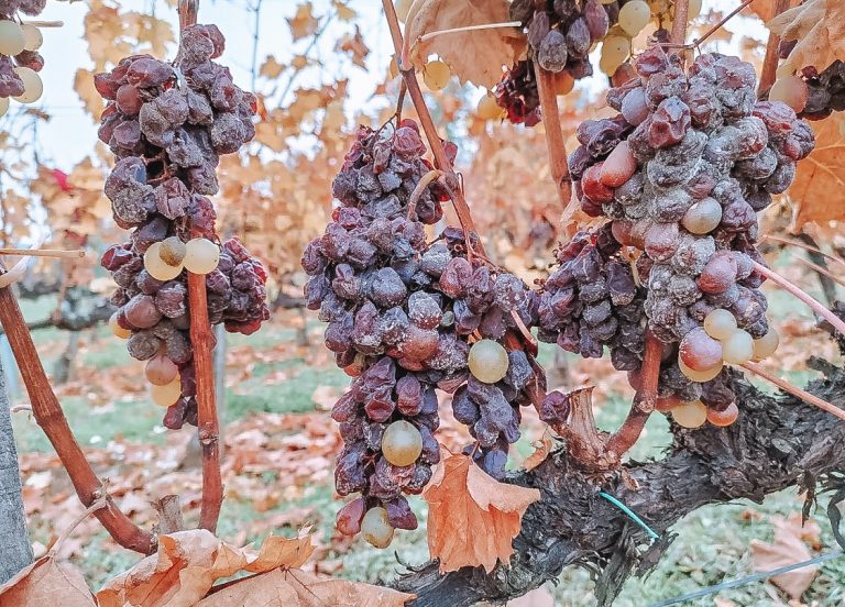 Tokaj, Hungary: Exploring the Vineyards of the Golden Wine Region ...