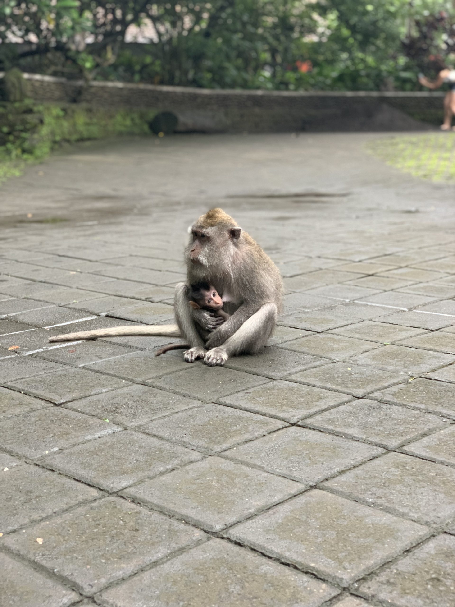 Ethical Animal Tourism: How to Travel Ethically 101 - Travel Munchers