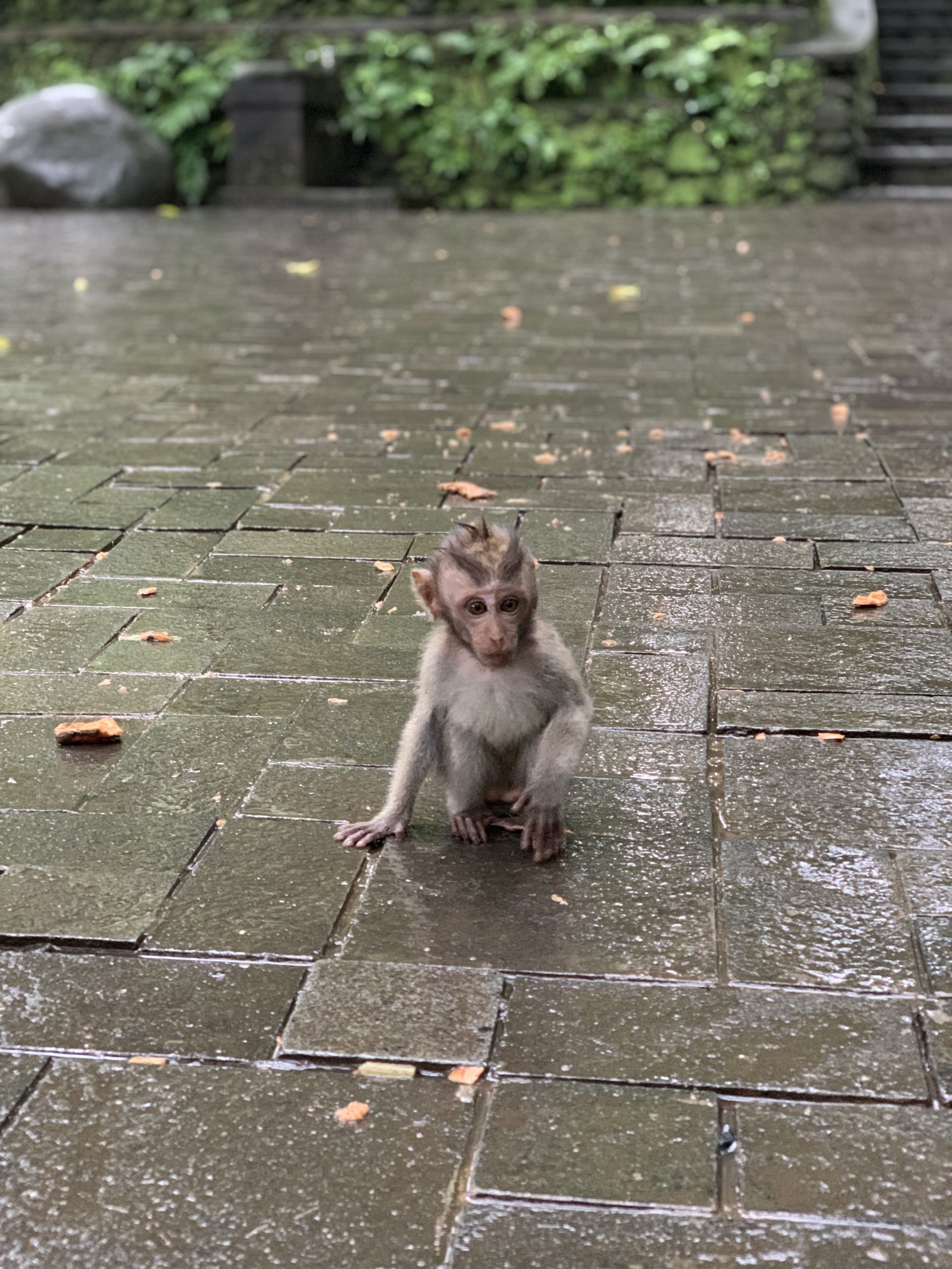 Ethical Animal Tourism: How to Travel Ethically 101 - Travel Munchers