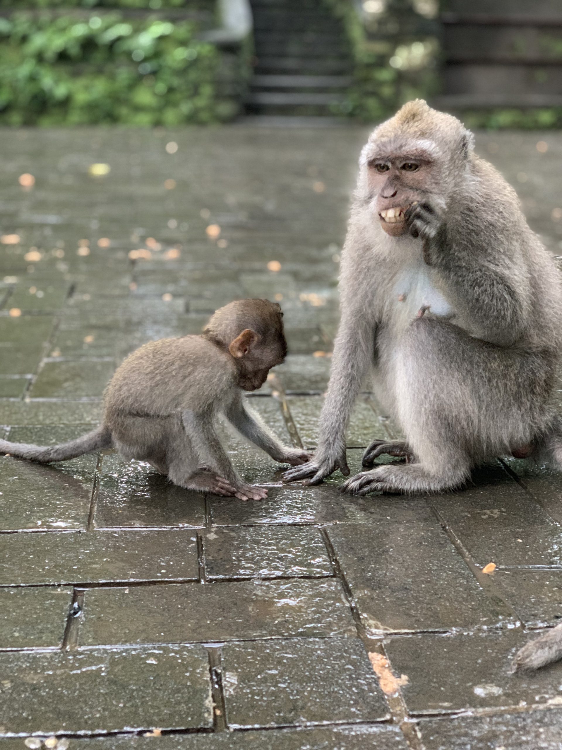 Ethical Animal Tourism: How to Travel Ethically 101 - Travel Munchers