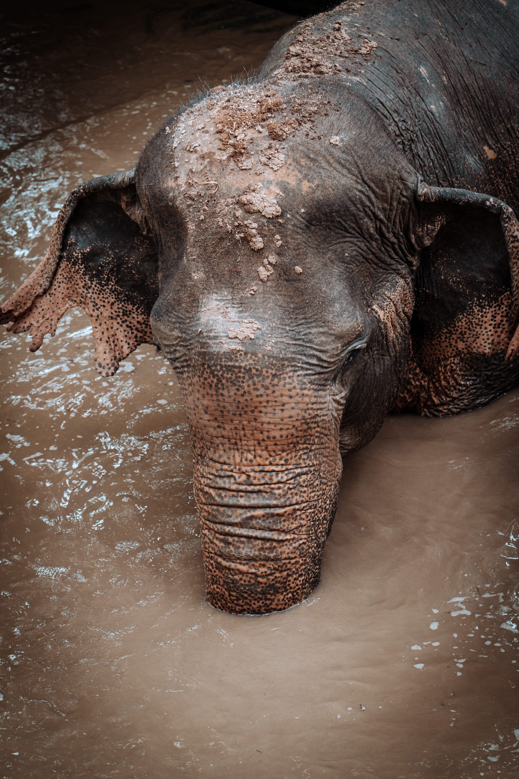 Ethical Animal Tourism: How to Travel Ethically 101 - Travel Munchers