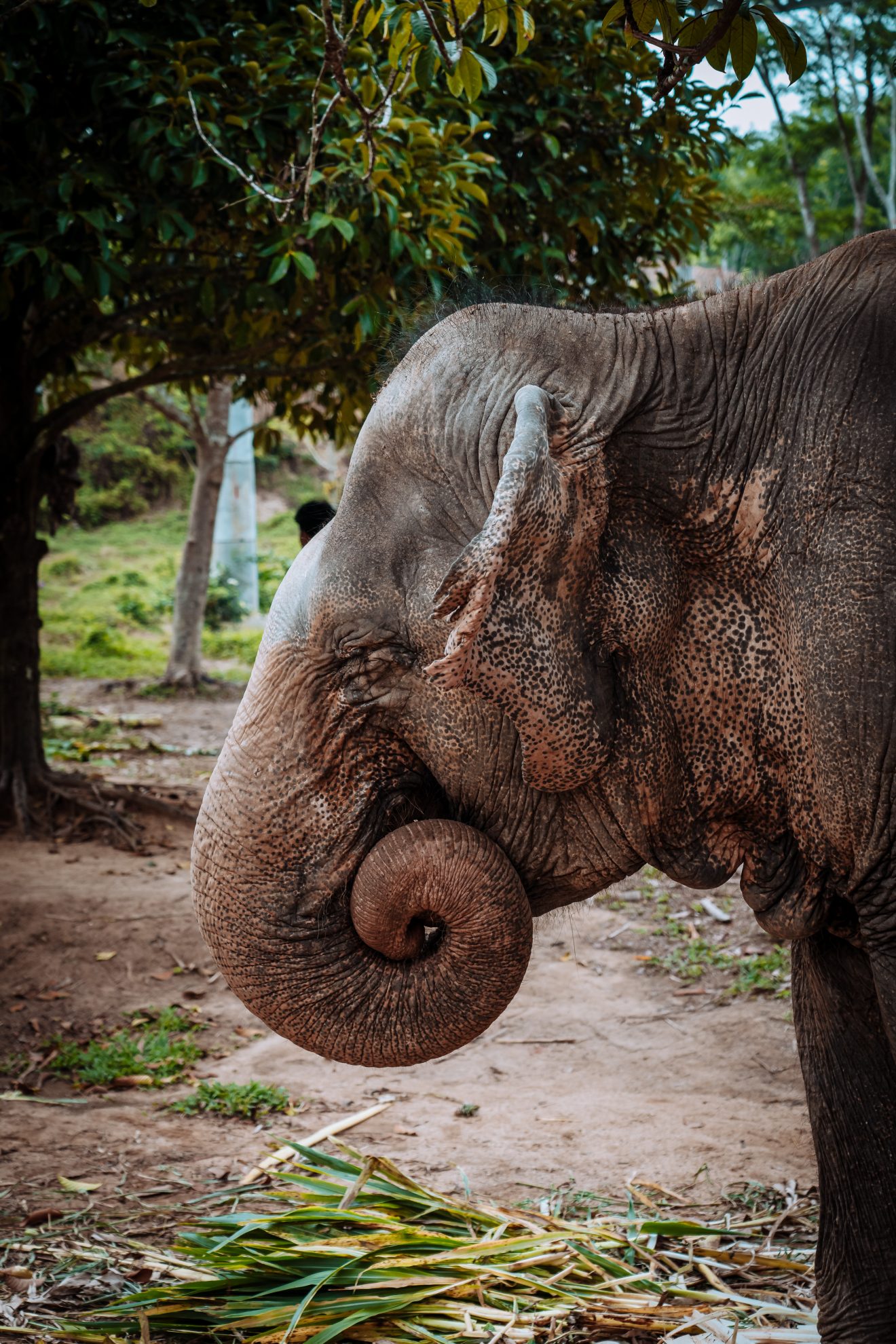 Ethical Animal Tourism: How to Travel Ethically 101 - Travel Munchers